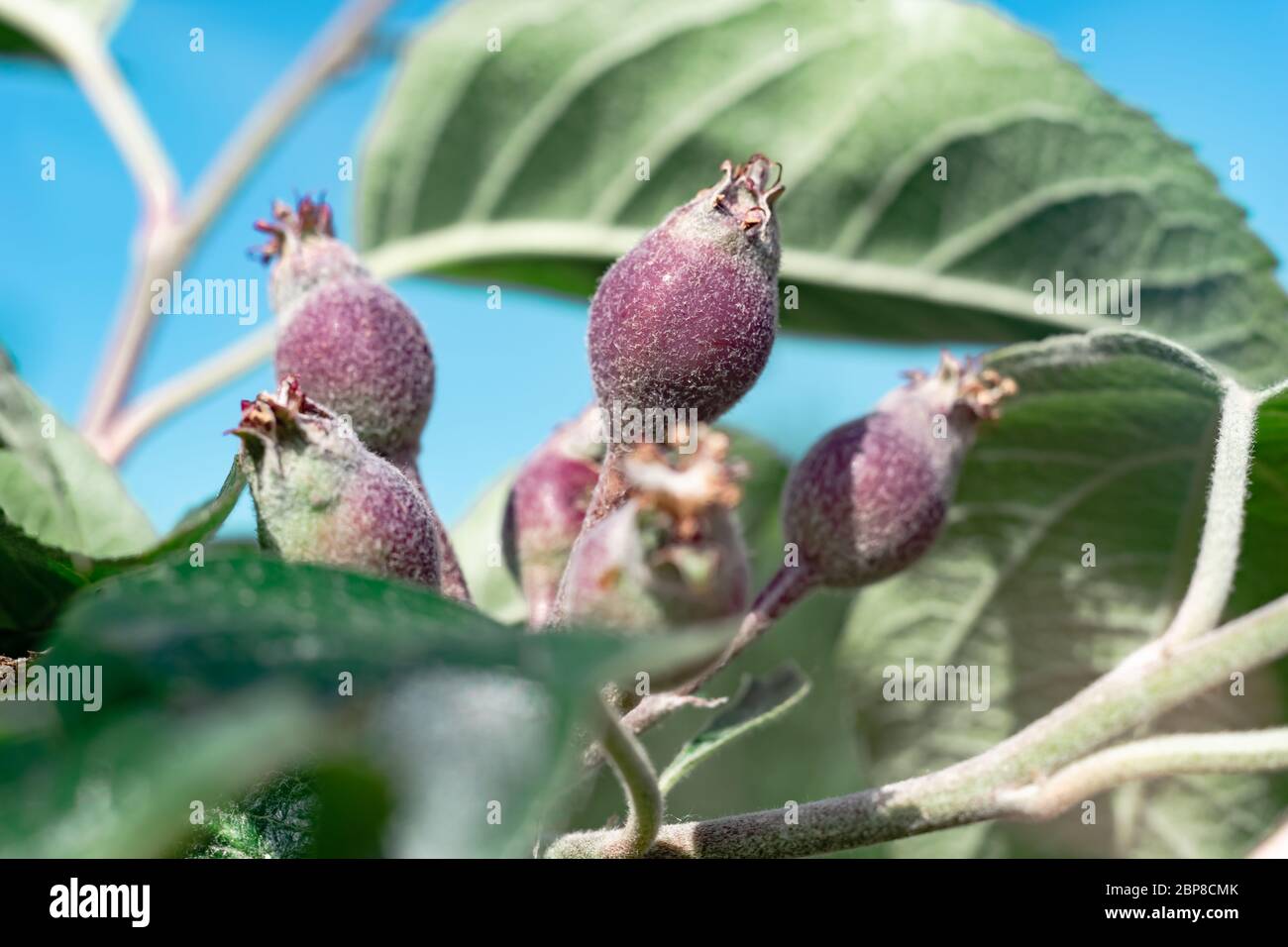 Small young pears growing on a tree background Stock Photo - Alamy
