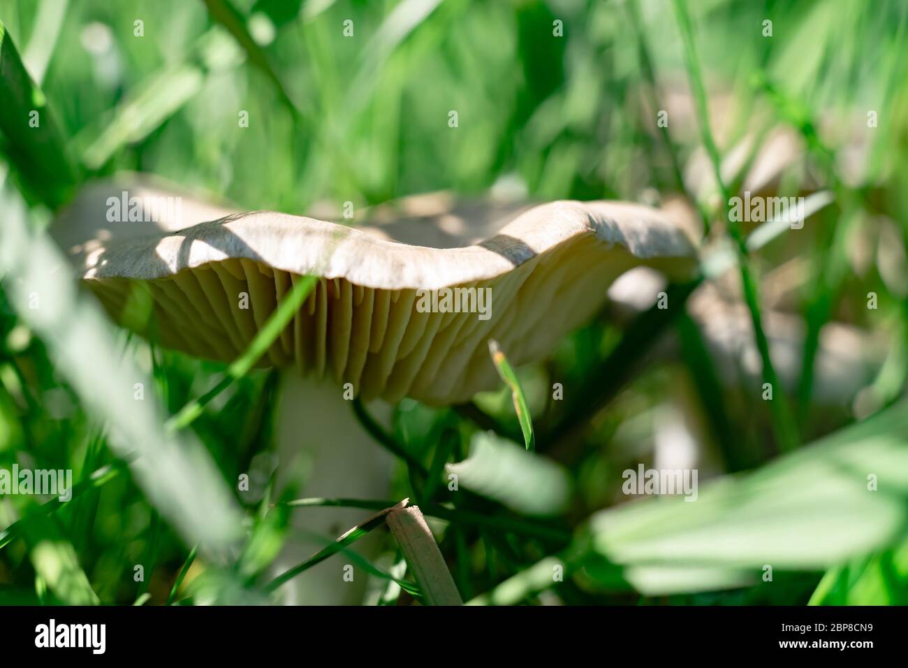 Close up Mushrooms on a grass forest background Stock Photo - Alamy