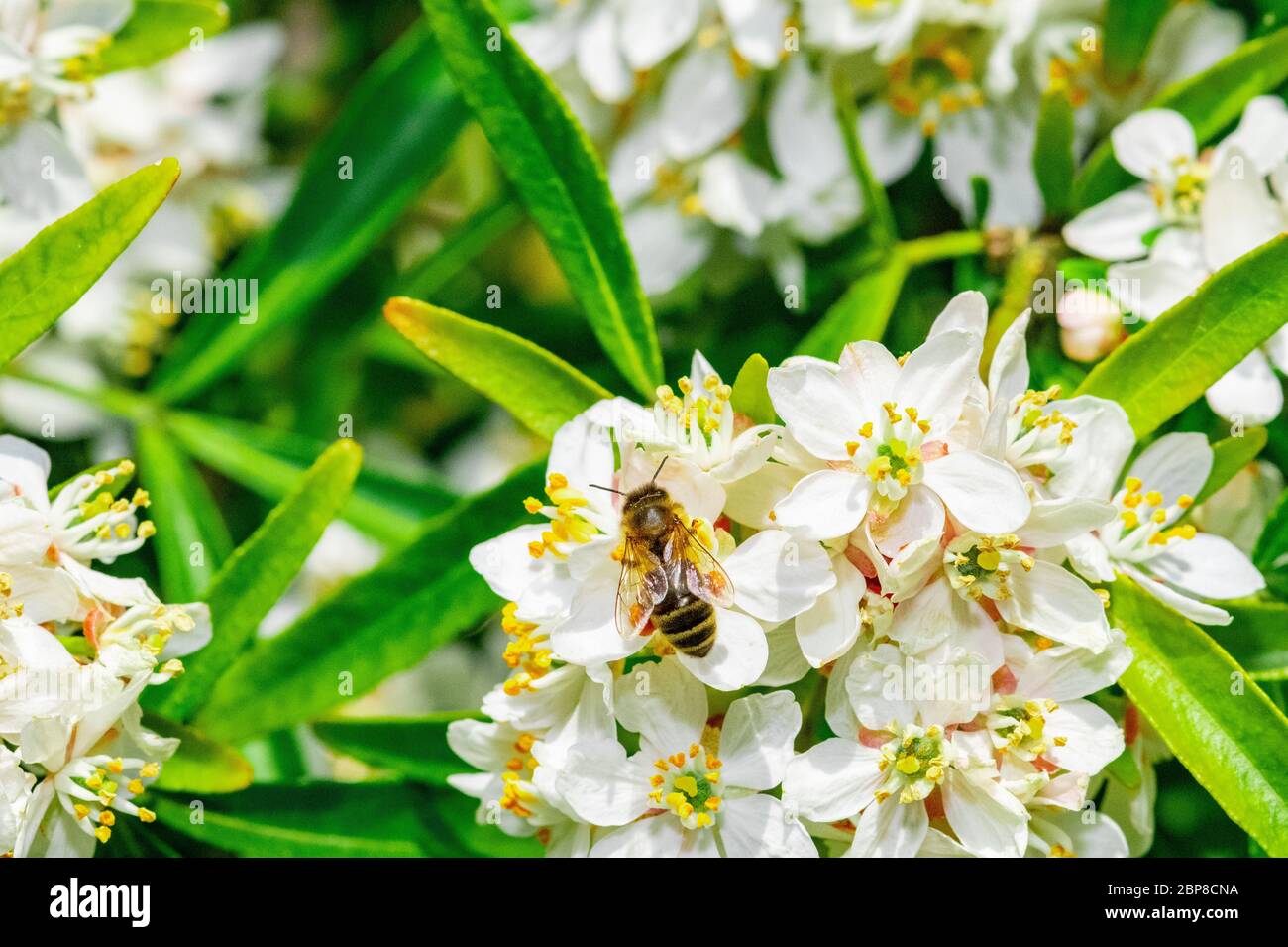 Bee: Honey Bee collecting pollen on wild flowers. Closeup details of ...