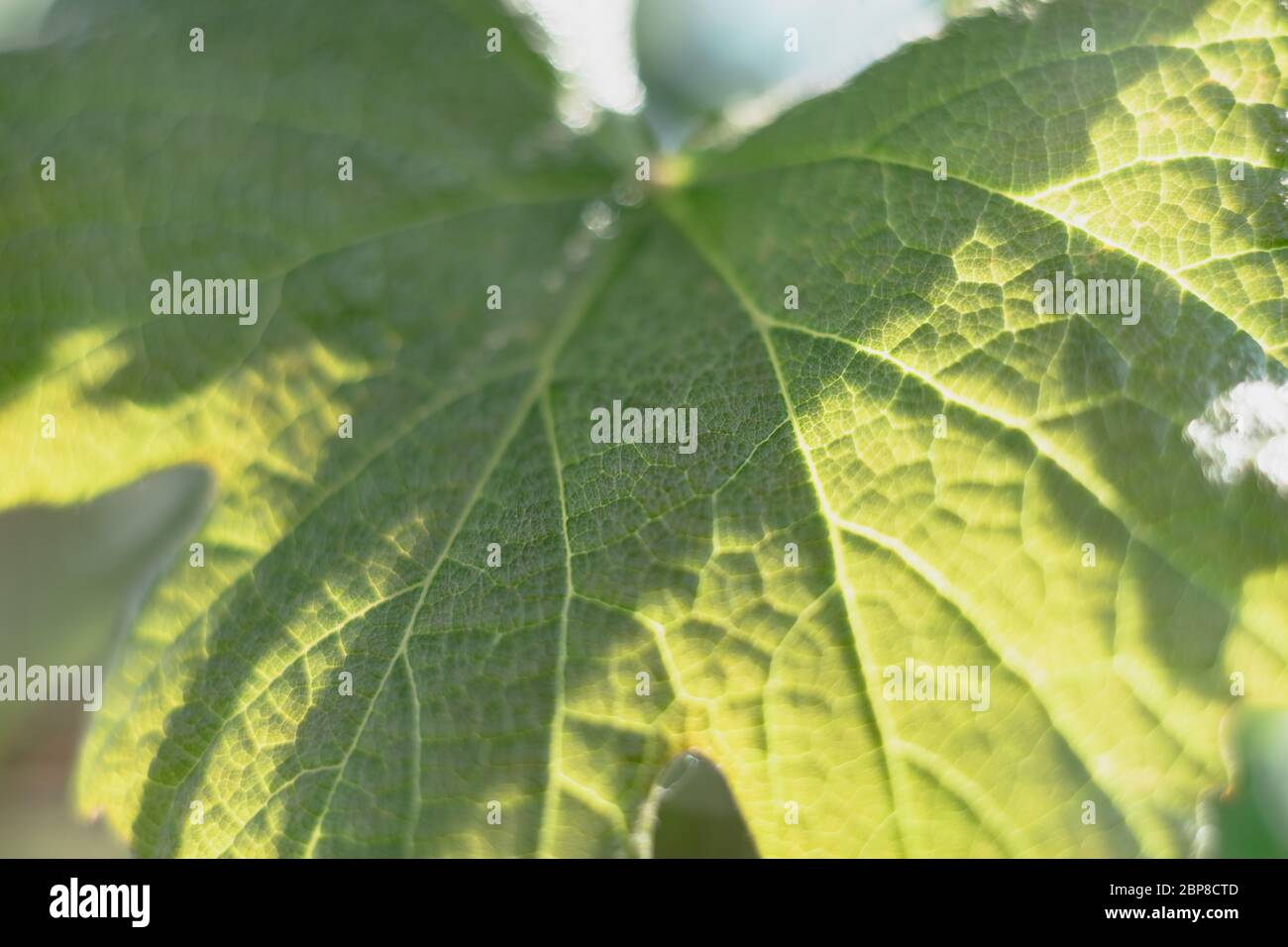 Small young grapes growing on a tree background leaf Stock Photo - Alamy