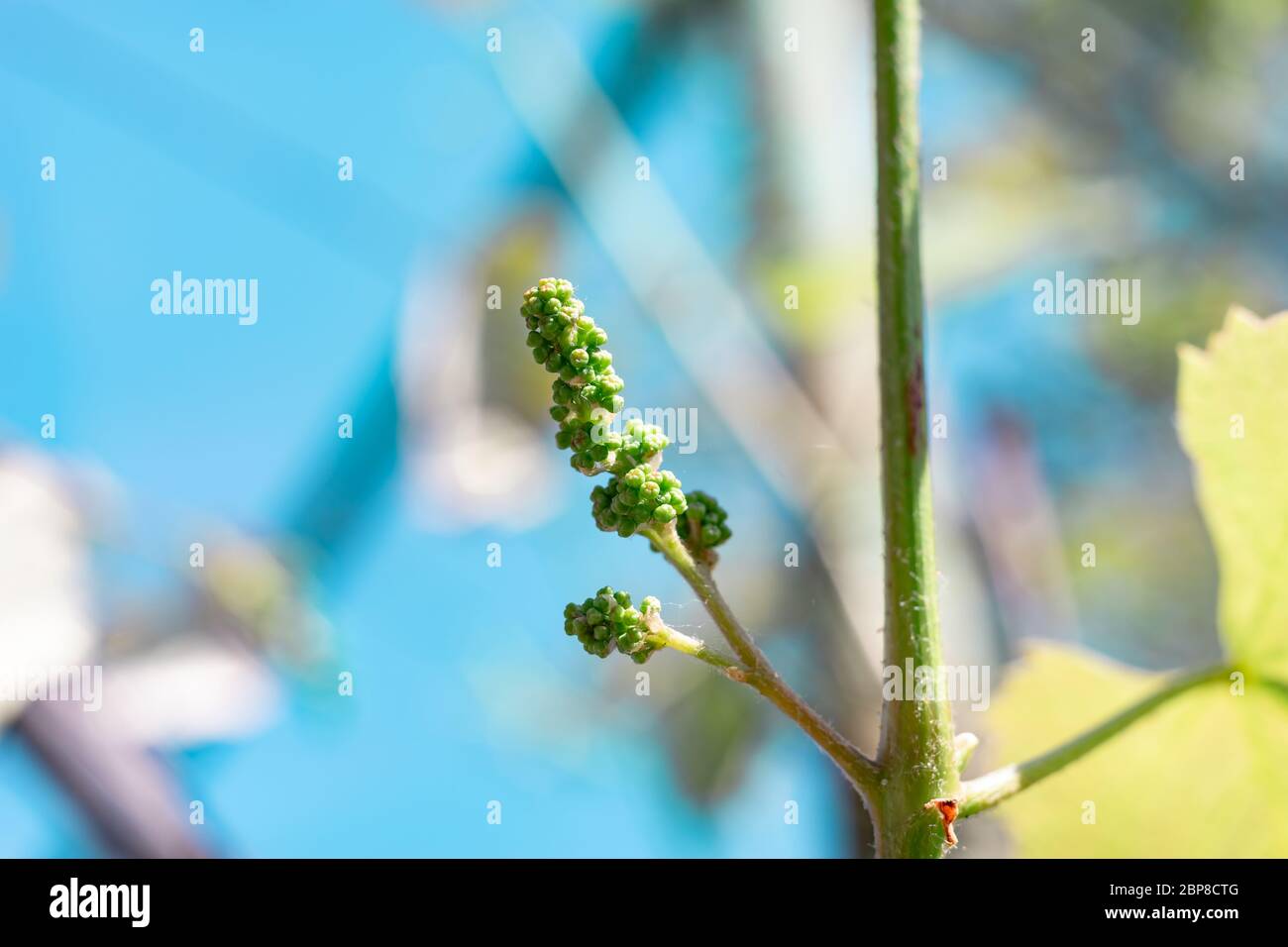 Small young grapes growing on a tree background leaf Stock Photo - Alamy