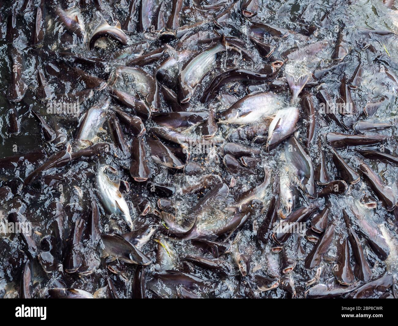 Movement of many fish in the river scramble to eat food from people ...