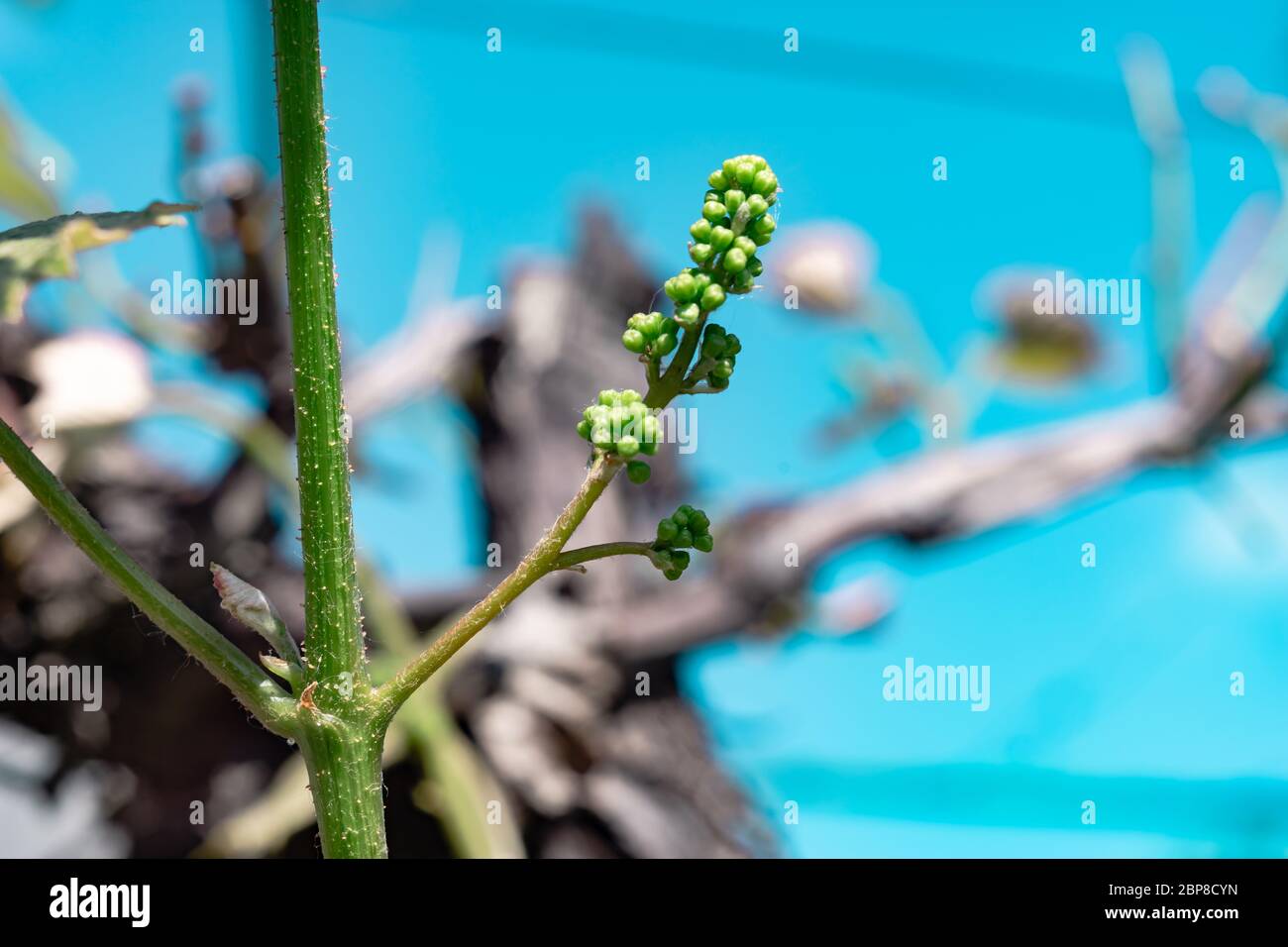 Small young grapes growing on a tree background leaf Stock Photo - Alamy
