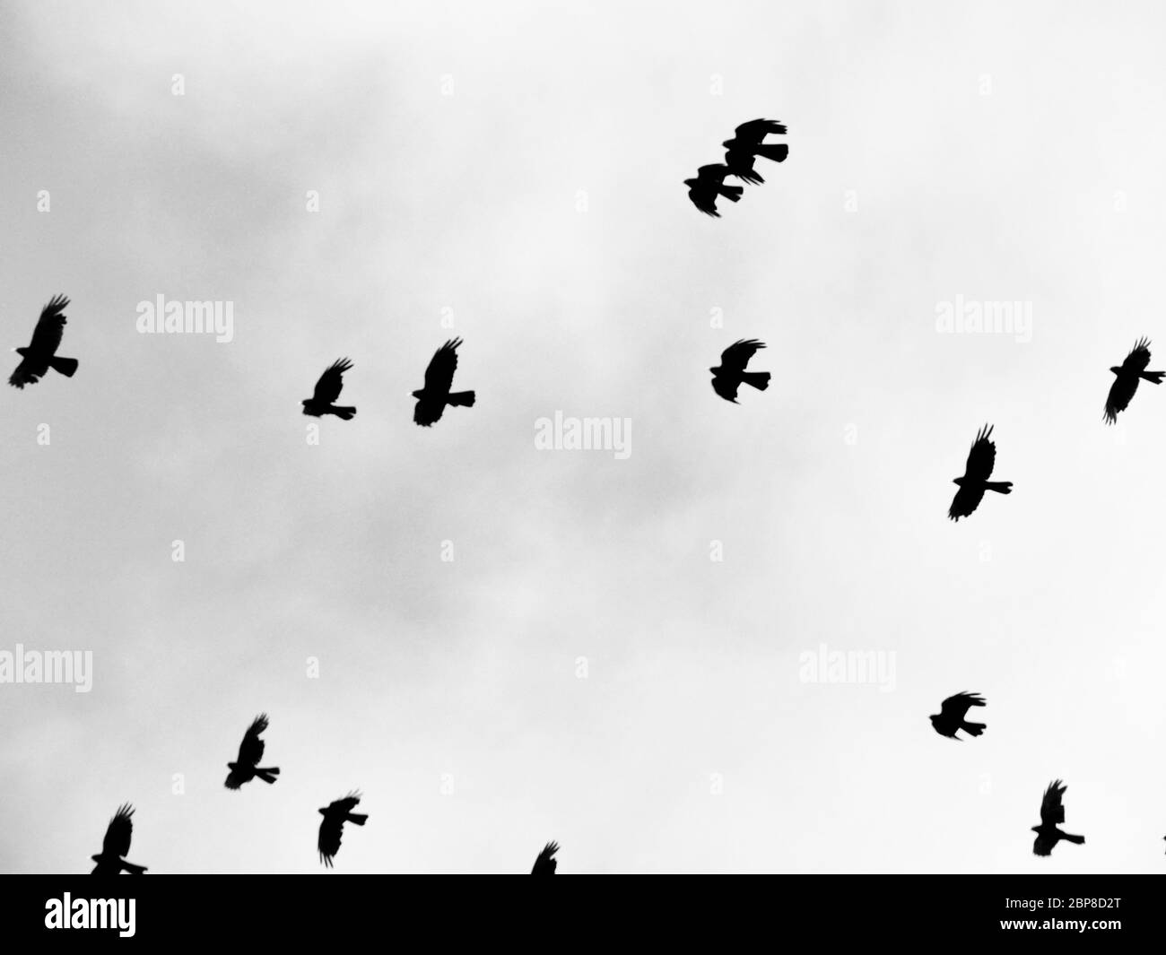 Flying birds black silhouettes hi-res stock photography and images - Alamy