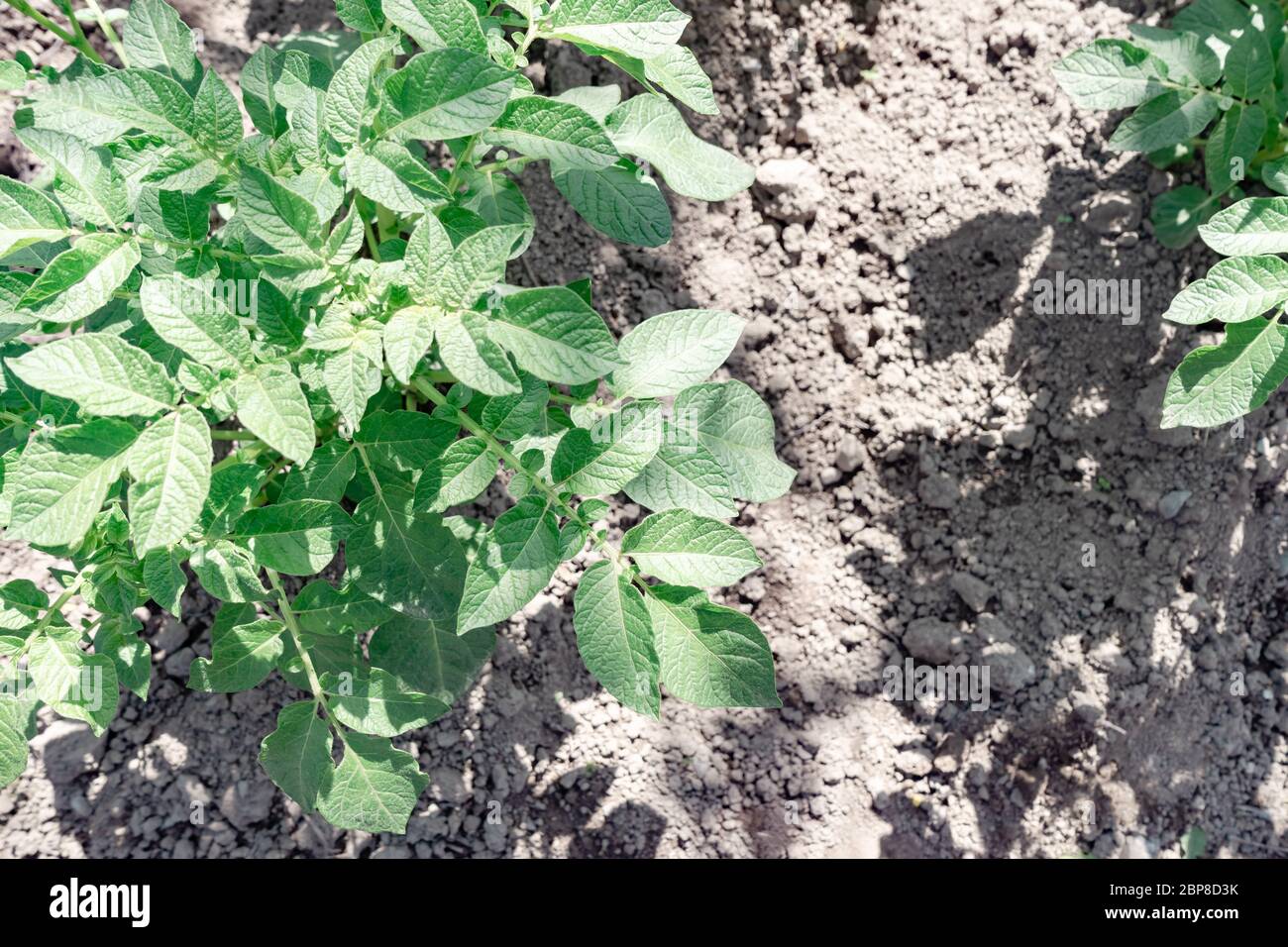 Beautiful potato bush. Rows of young potato plants on the field ...