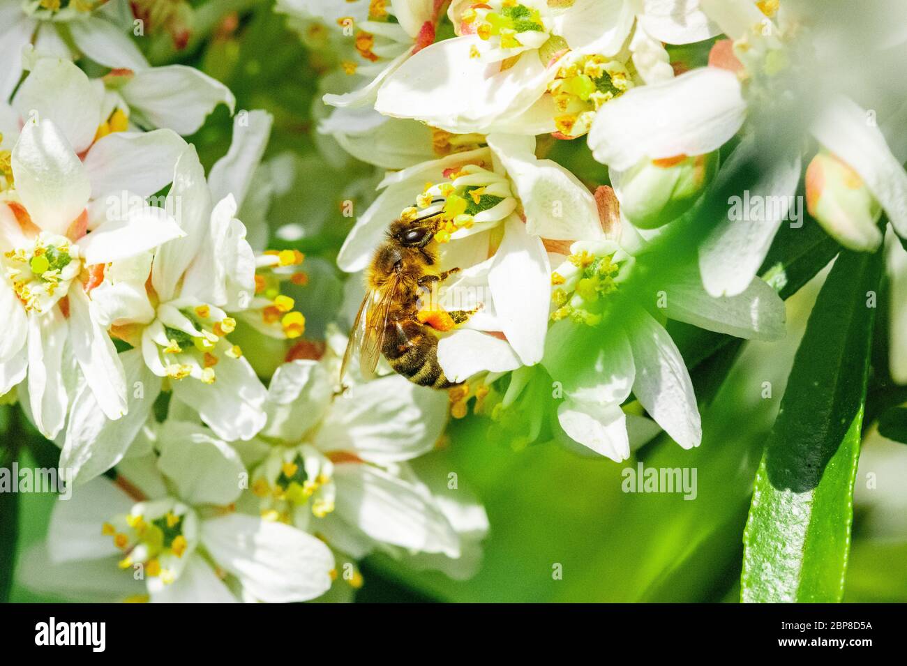 Bee: Honey Bee collecting pollen on wild flowers. Closeup details of ...