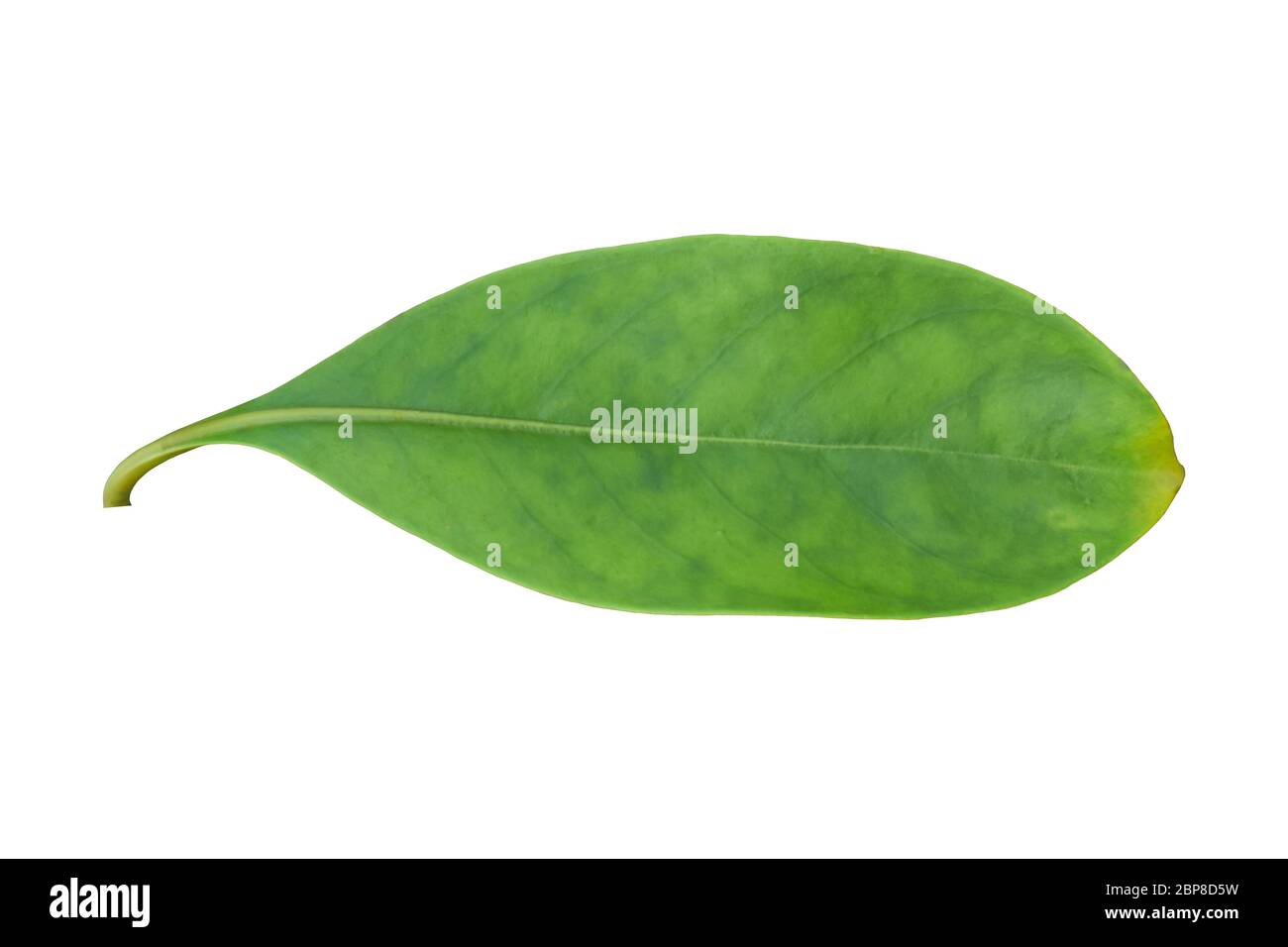Green leaf isolated on white background. Object with clipping path ...