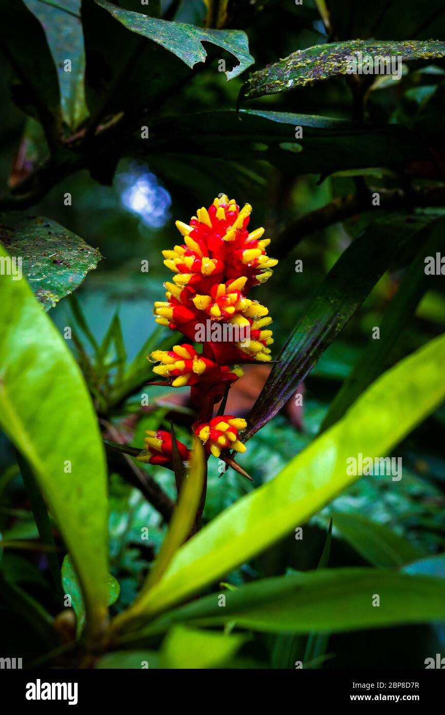 Beautiful red and yellow flower in the lush rainforest at Cerro Pirre ...