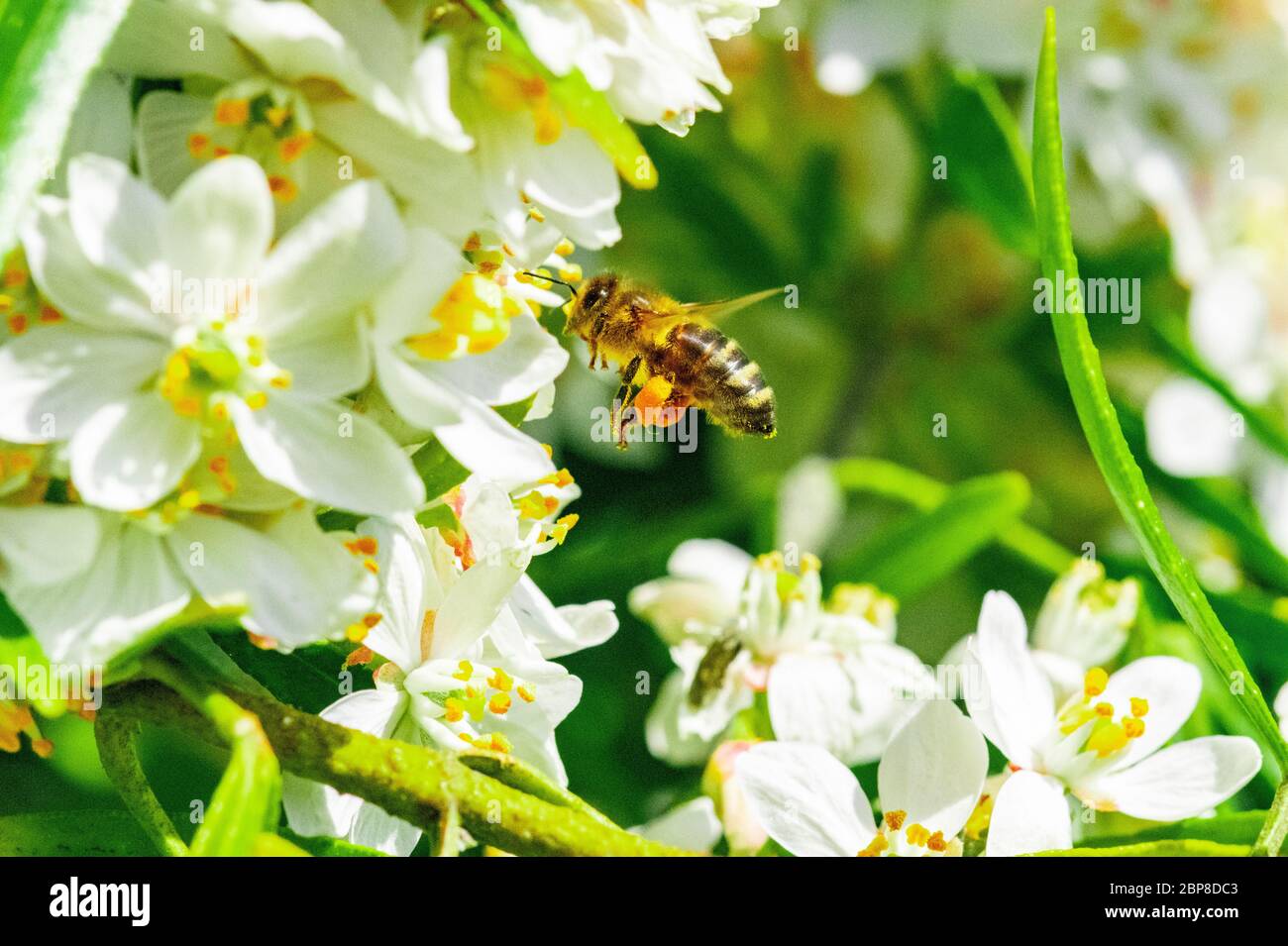 Bee: Honey Bee collecting pollen on wild flowers. Closeup details of ...