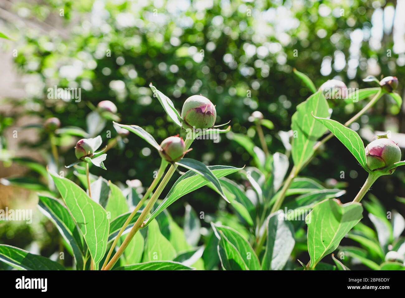 Detail of a flower plant in the forest. Beautiful Background pattern ...