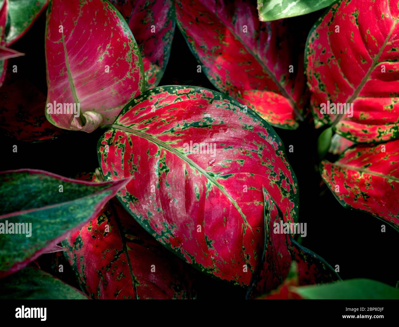 Red leaves background. Beautiful tropical plants texture Stock Photo ...