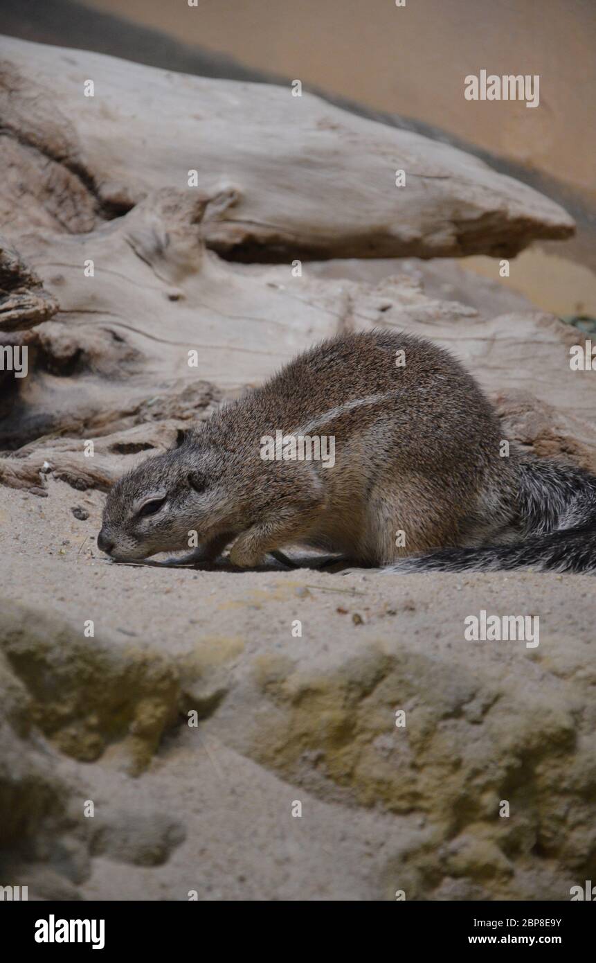Ground squirrel standing on sand Stock Photo - Alamy