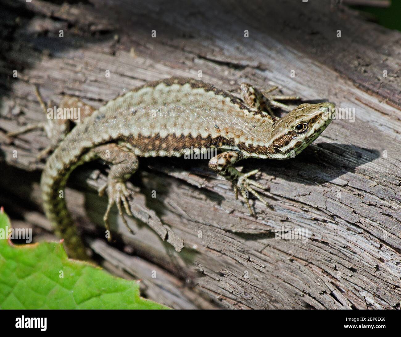 Lizard sunbathing hi-res stock photography and images - Alamy