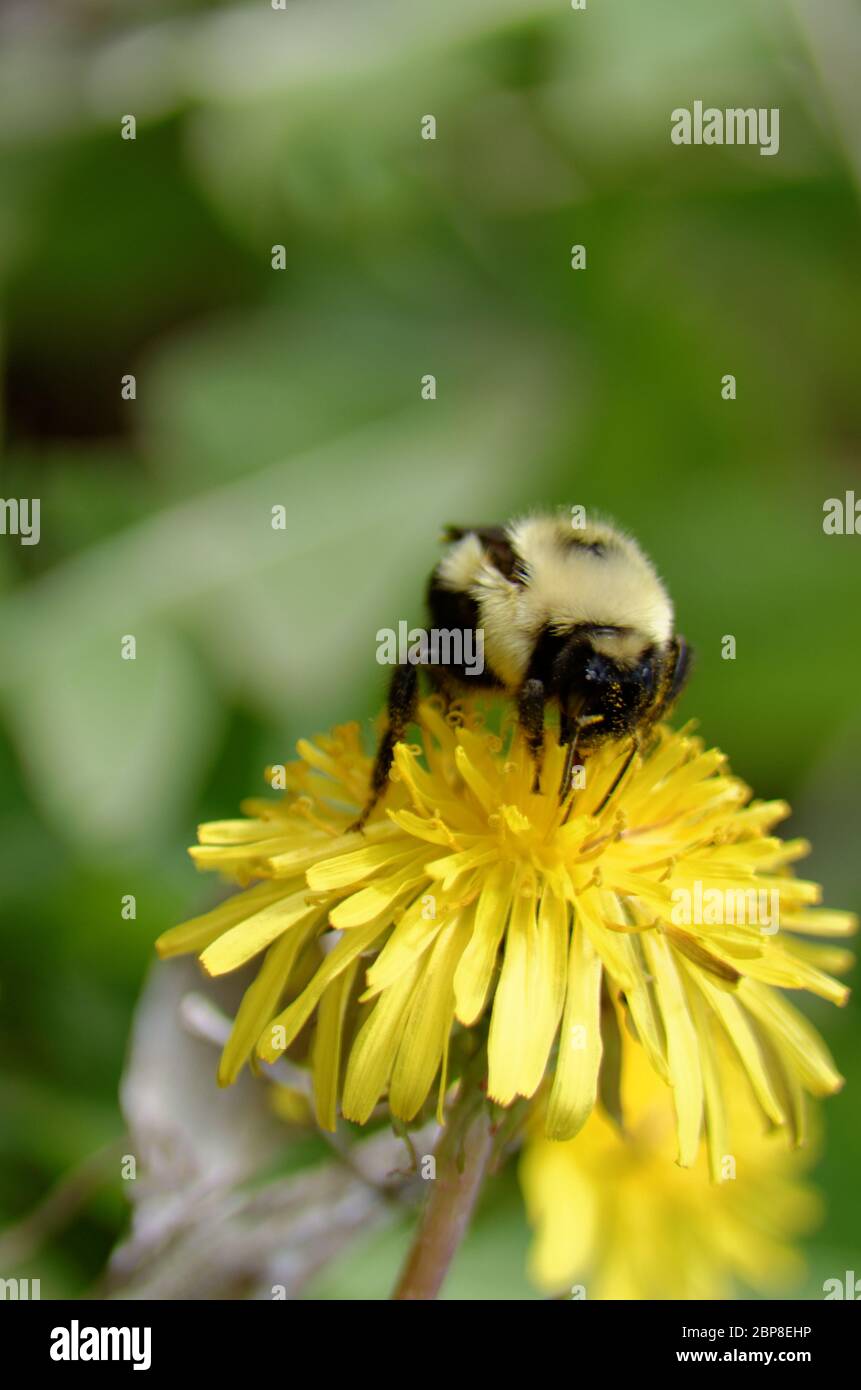 A bumblebee (Genus Bombus) collects pollen from a dandelion flower ...