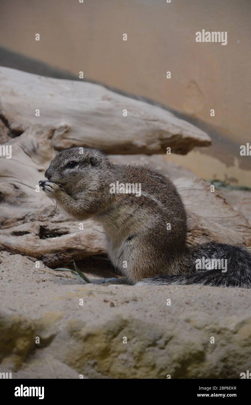 Ground squirrel standing on sand Stock Photo - Alamy
