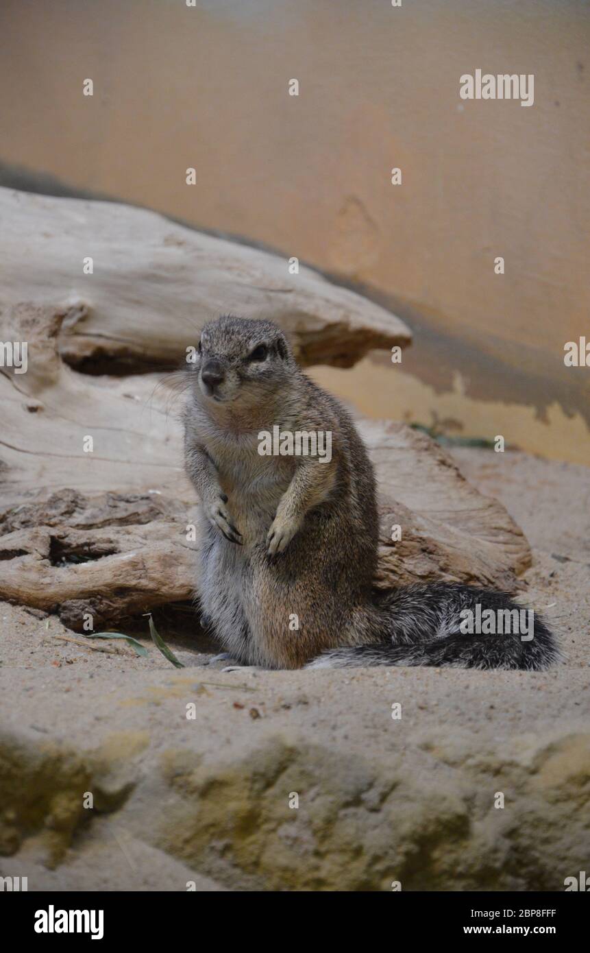 Ground squirrel standing on sand Stock Photo - Alamy