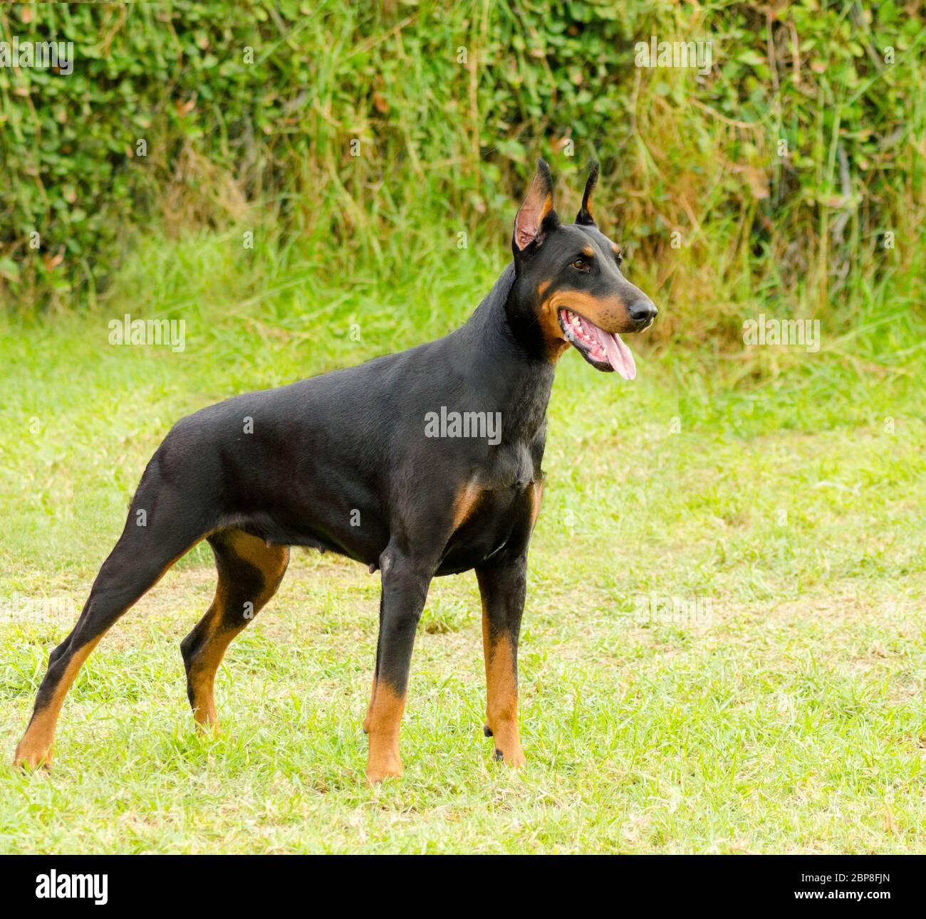 Are Dobermans Still Used In The Military