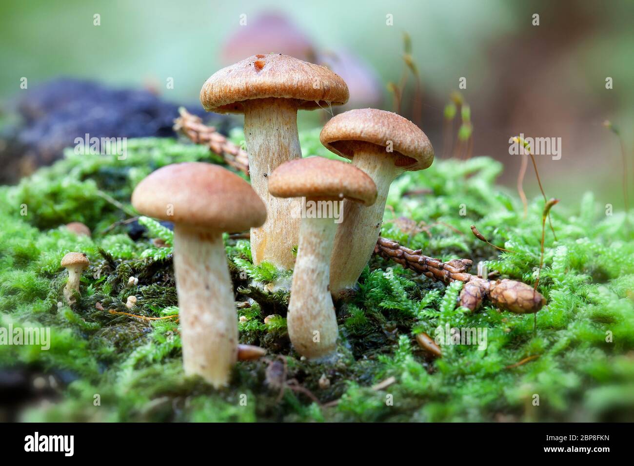 Waldpilze auf Altholz aufgenommen - Makroaufnahme Stock Photo - Alamy