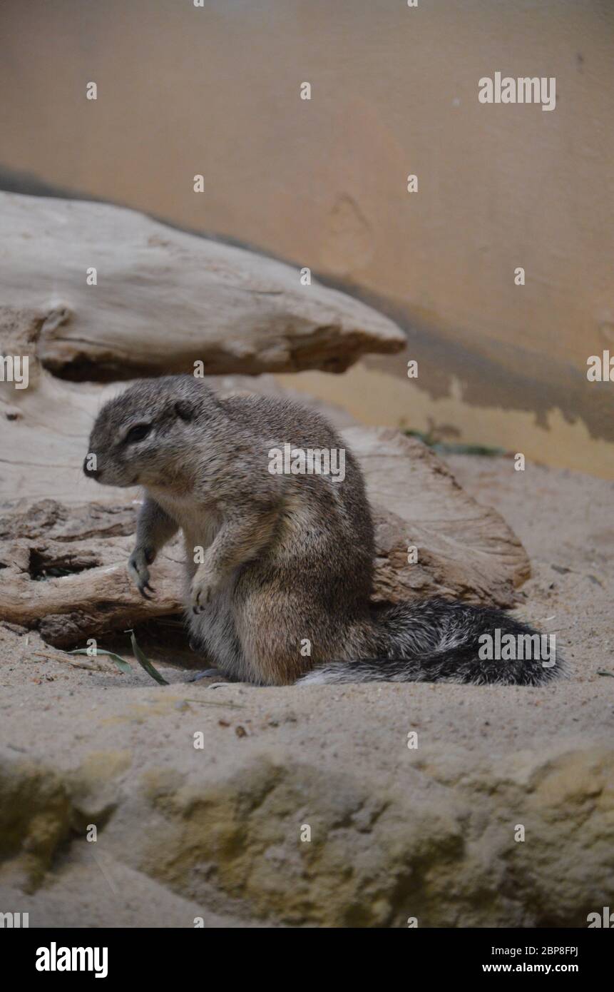 Ground squirrel standing on sand Stock Photo - Alamy