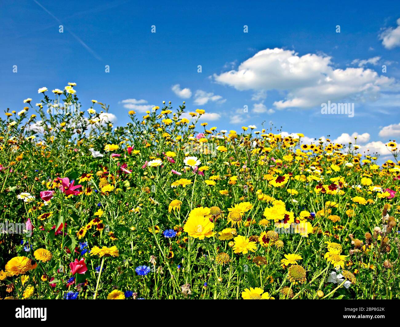 Artenvielfalt landschaft hi-res stock photography and images - Alamy