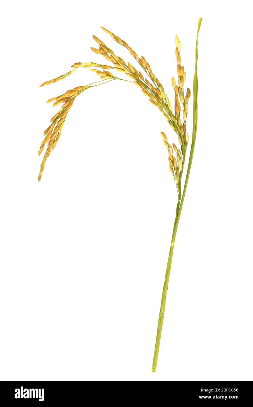 organic spike rice Isolated on white Background. with clipping path ...
