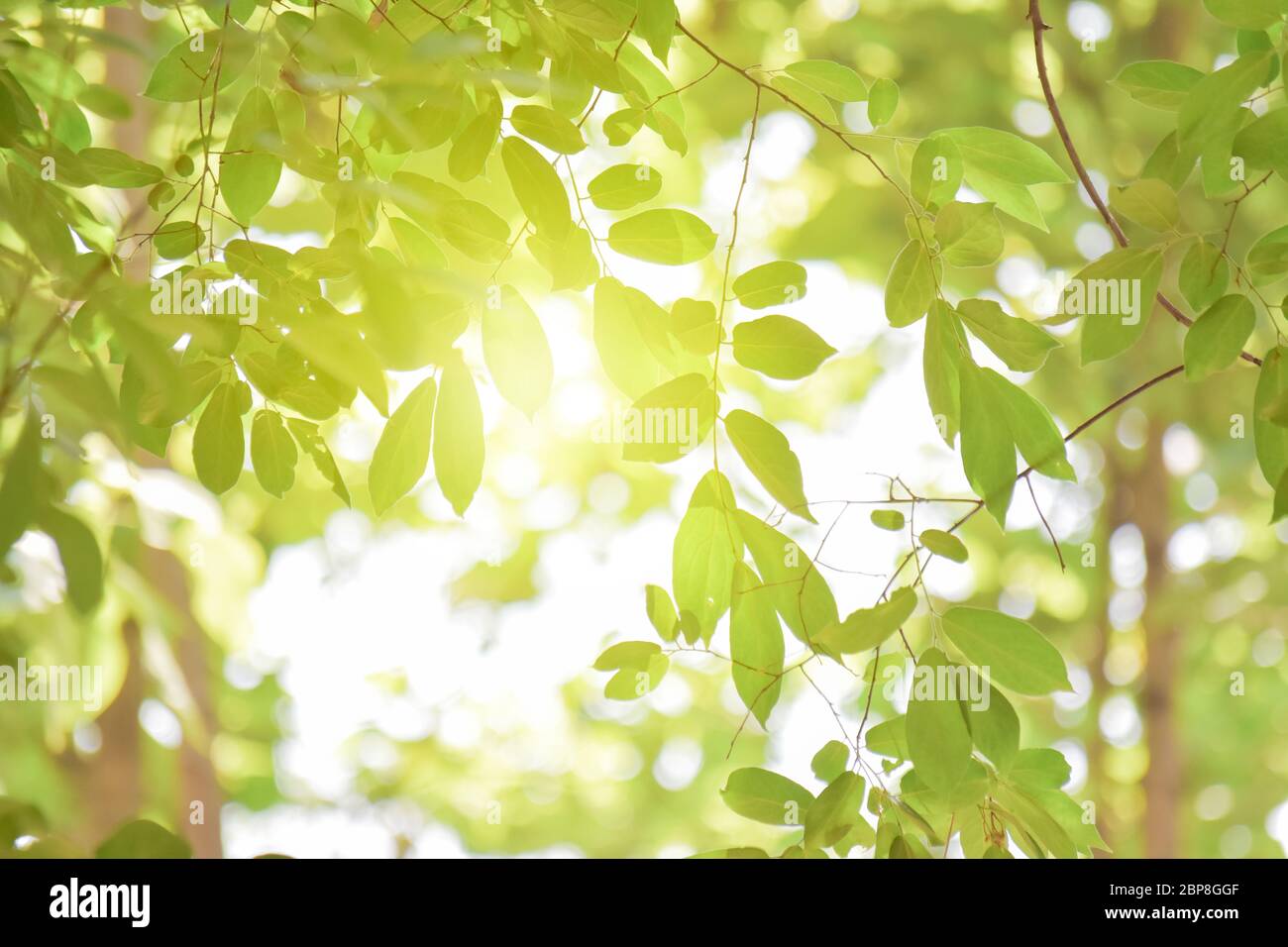 Blurred greenery background hi-res stock photography and images - Alamy