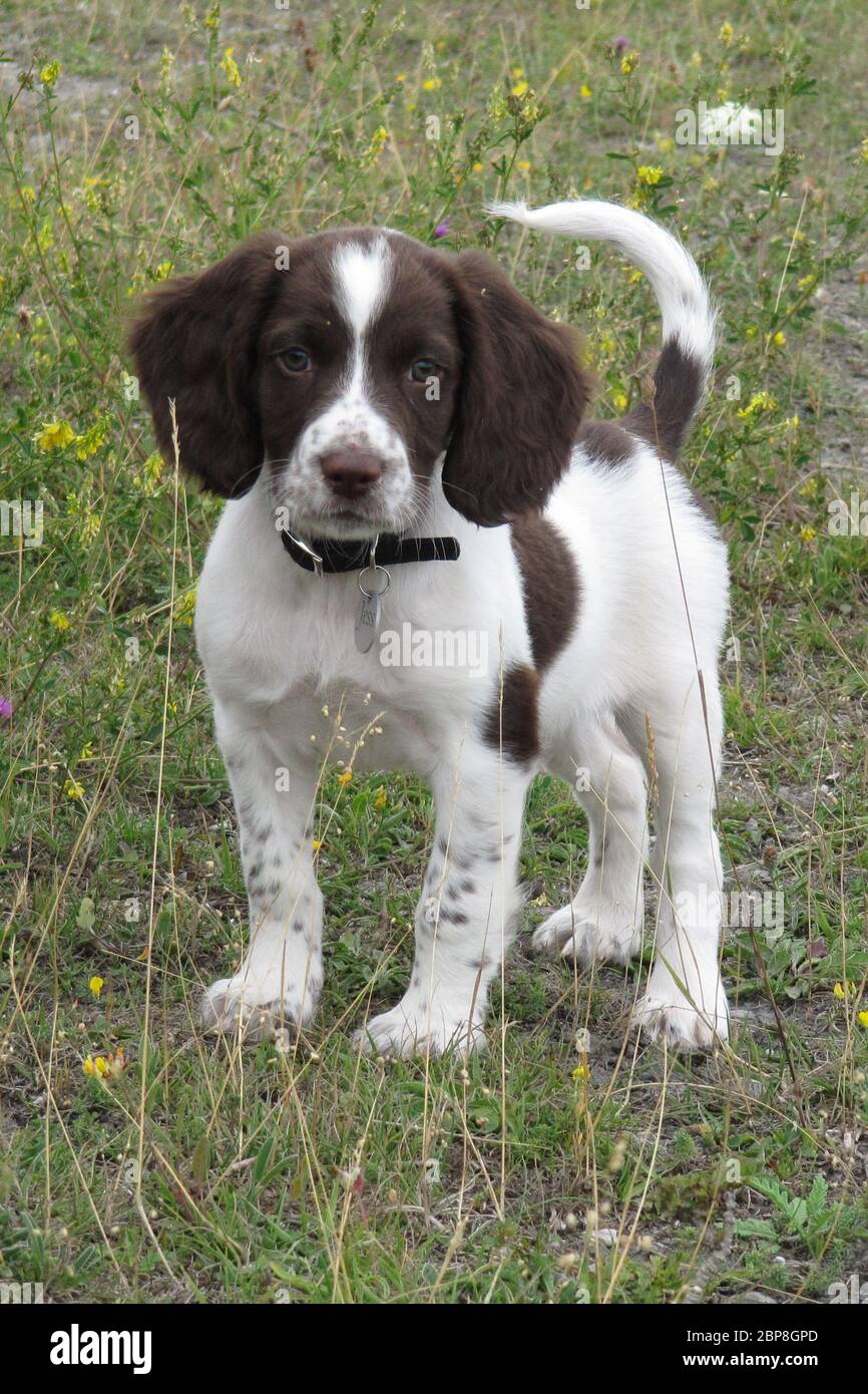 Very cute young liver and white working type english springer spaniel ...