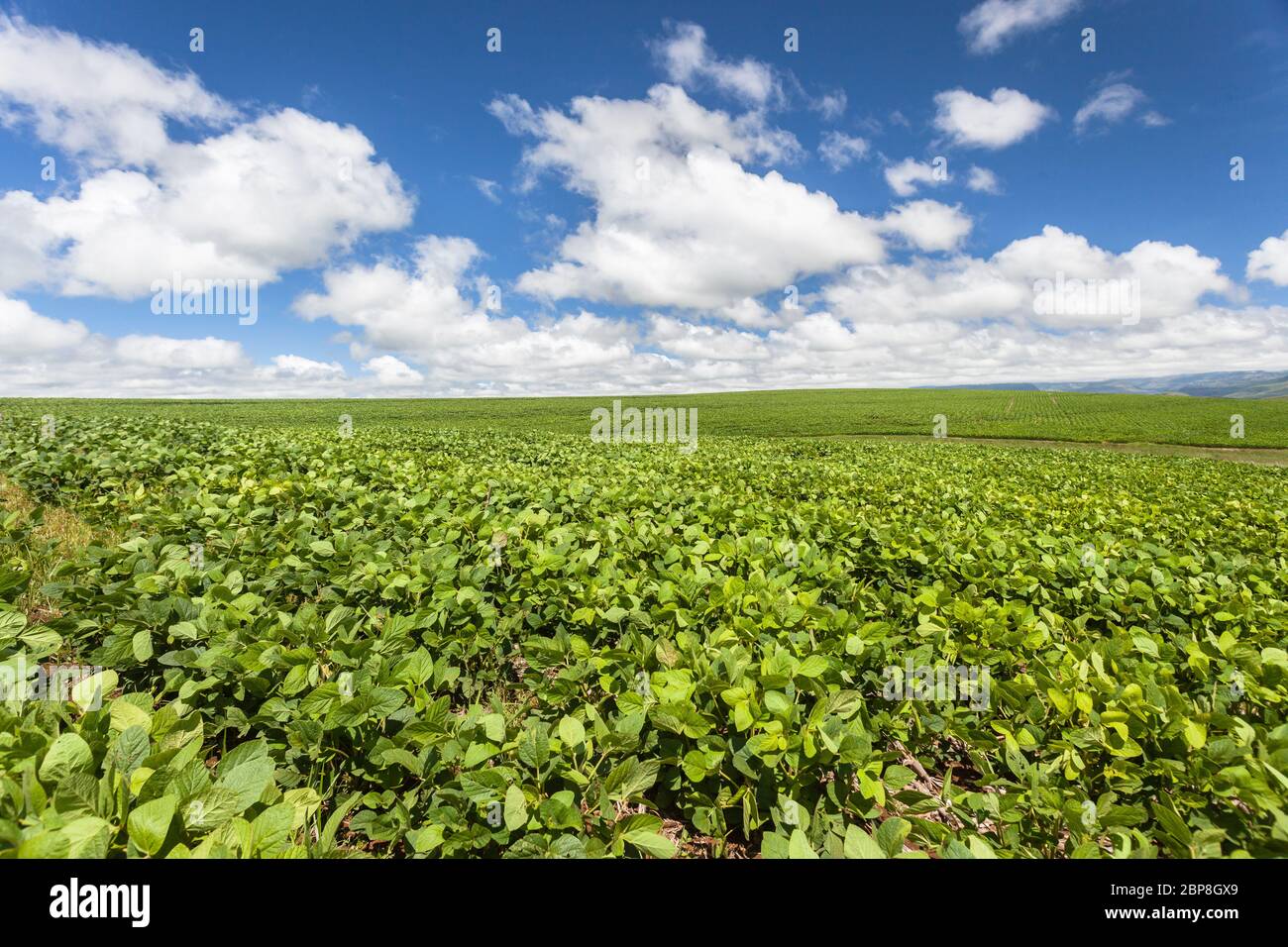 Summer mountain farming vegetable planted crop growing high rural ...