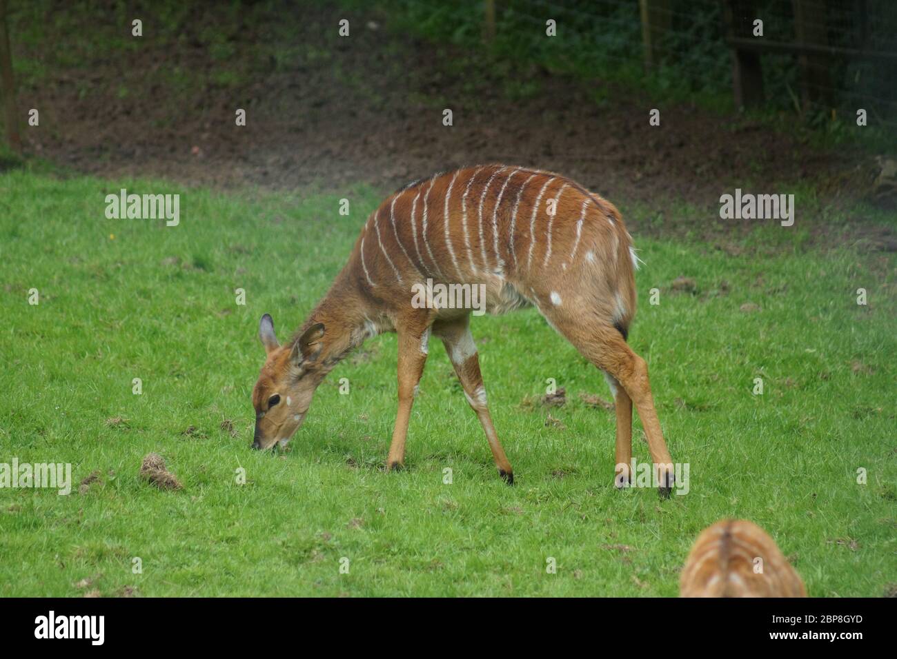 A Female Lesser Kudu - Ammelaphus imberbis Stock Photo - Alamy
