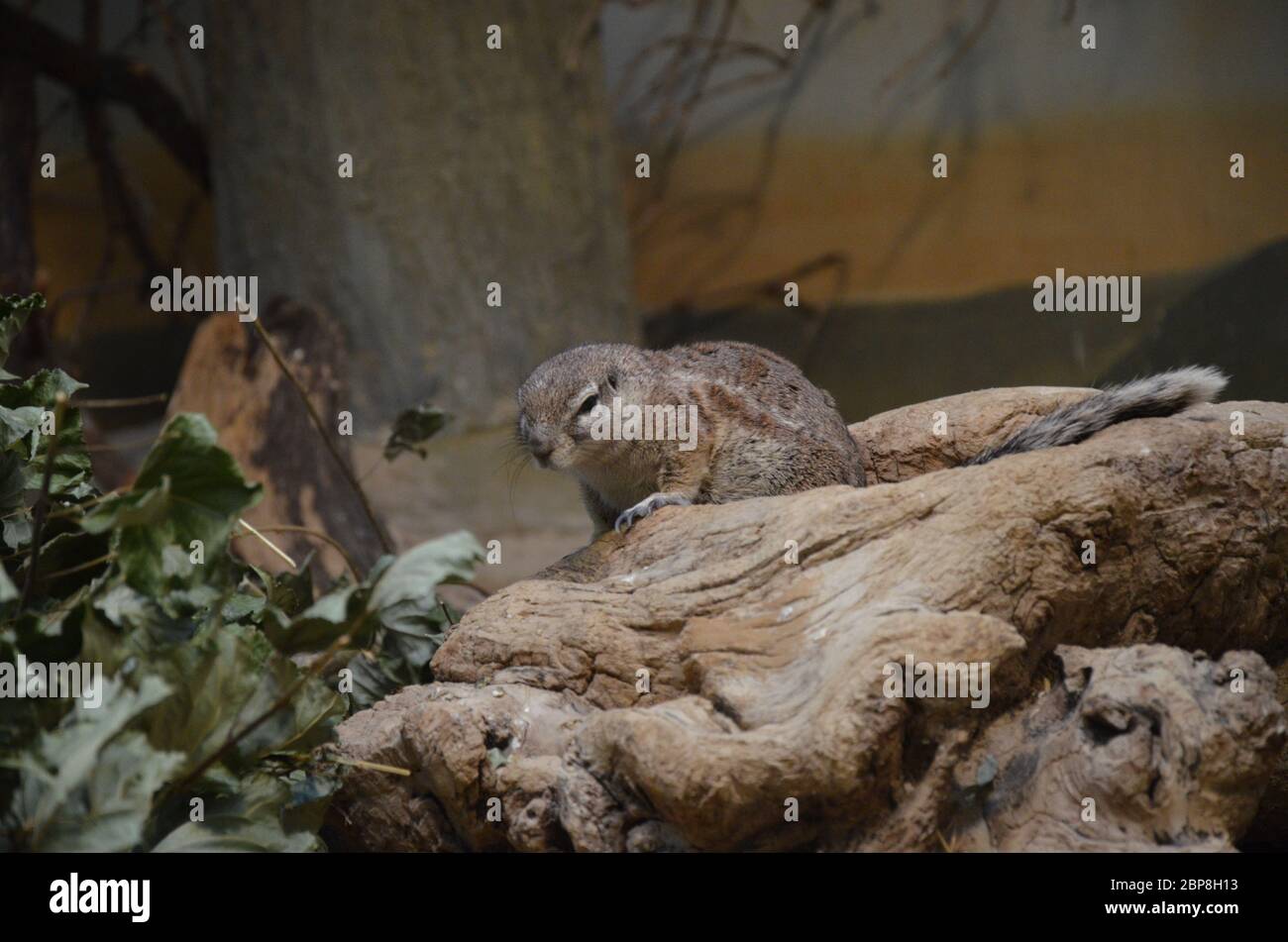 Ground squirrel standing on sand Stock Photo - Alamy