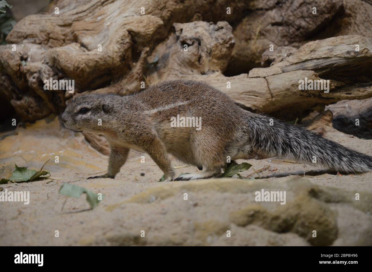 Ground squirrel standing on sand Stock Photo - Alamy