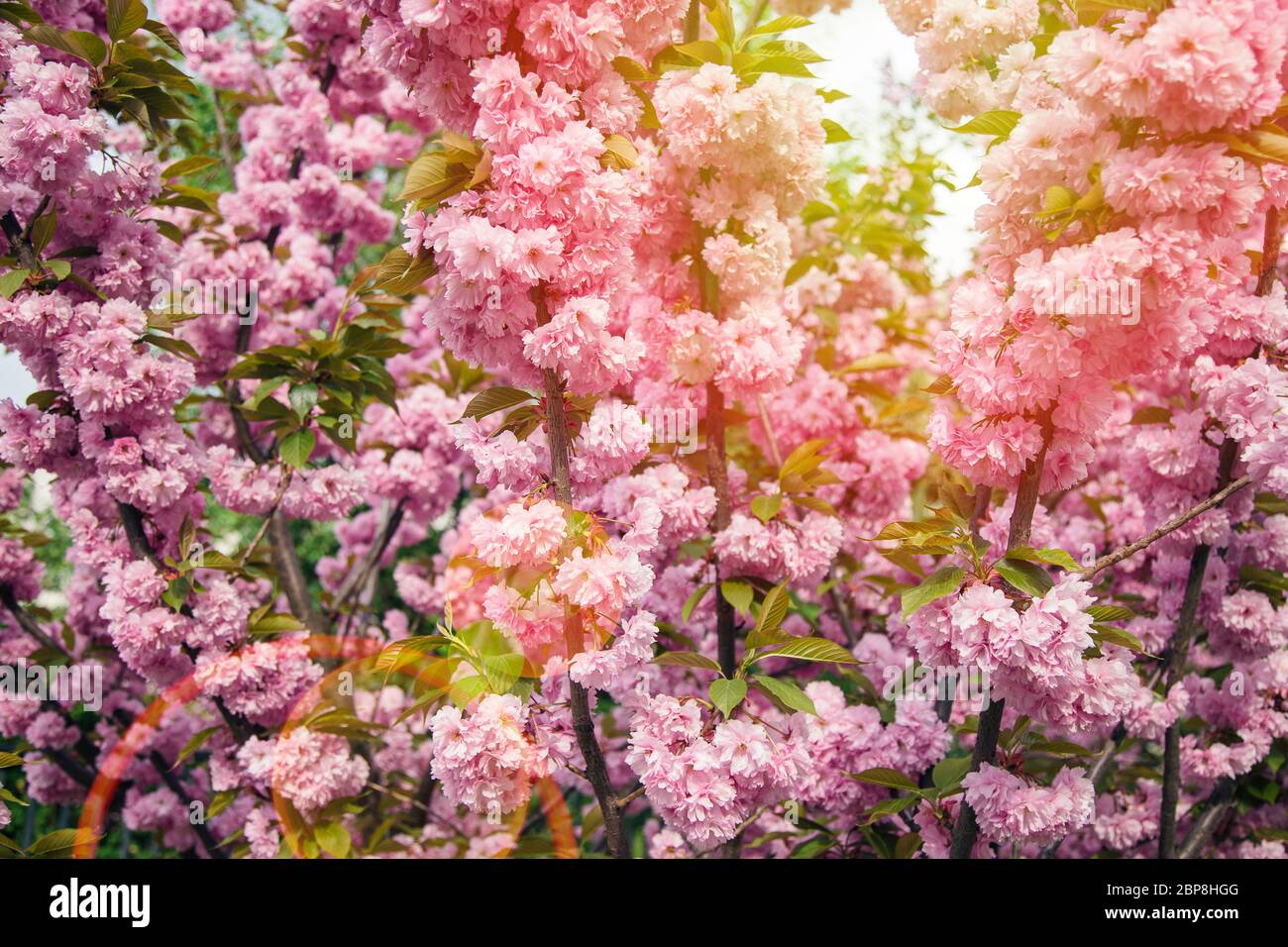 Amazing Sakura flowering on spring sakura tree. Beautiful Nature Stock ...