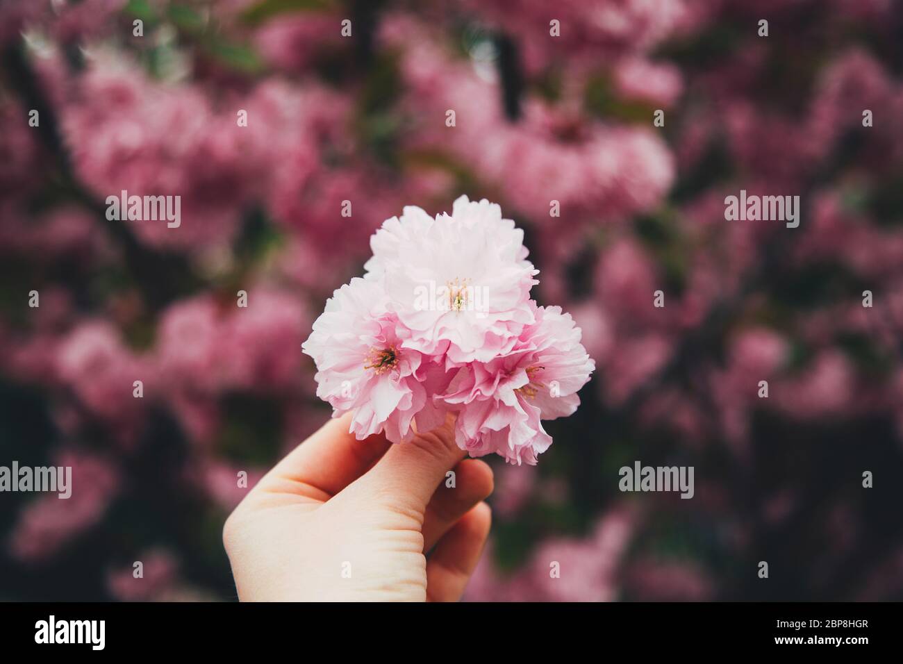 Hand holding sakura flowers against sakura blooming background ...