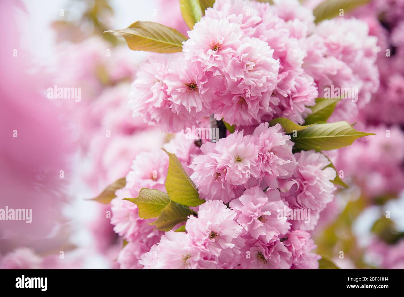 Amazing Sakura flowering on spring sakura tree. Beautiful Nature Stock ...