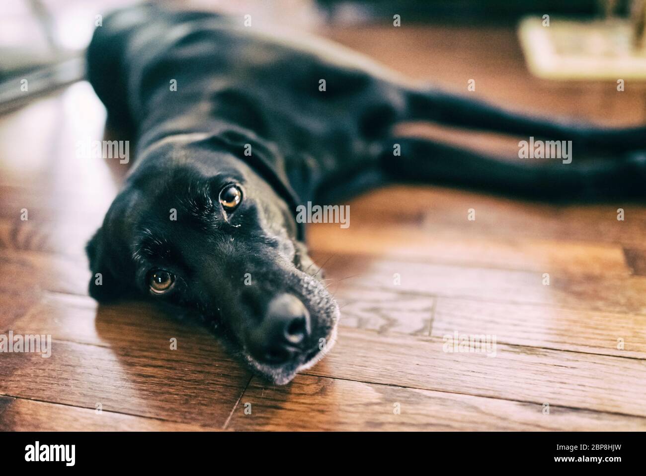 Dog sitting on the floor in the living room Stock Photo - Alamy