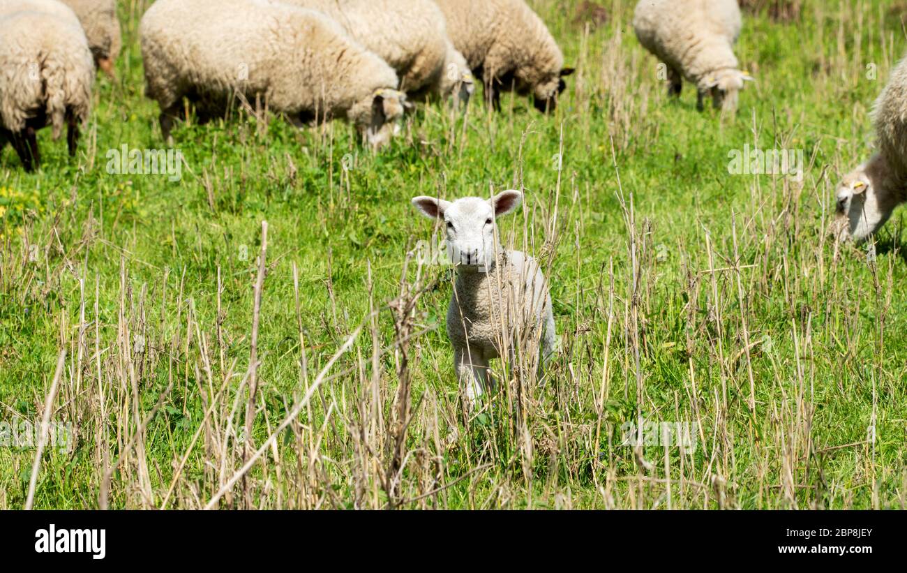 Naturvieh hi-res stock photography and images - Alamy