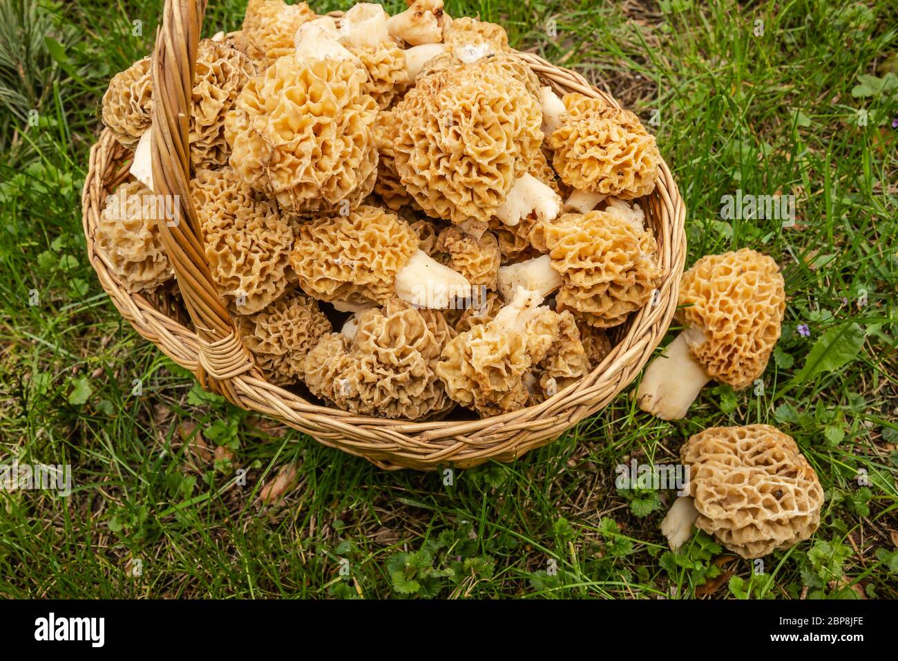 Spring time mushrooms, mushroom picking in early spring Stock Photo - Alamy