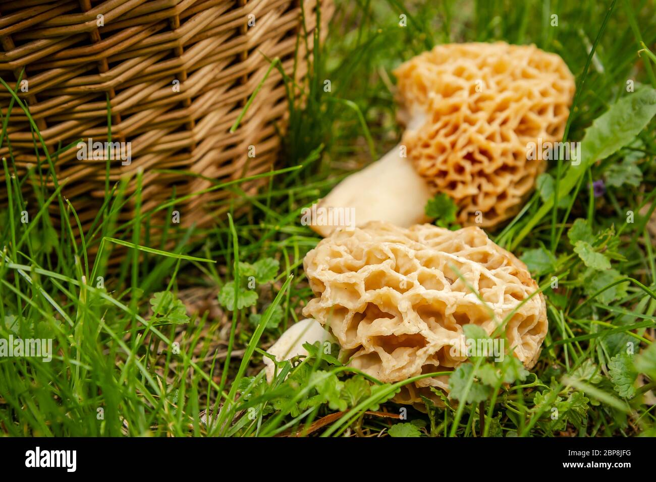 Wild spring mushrooms in hi-res stock photography and images - Alamy