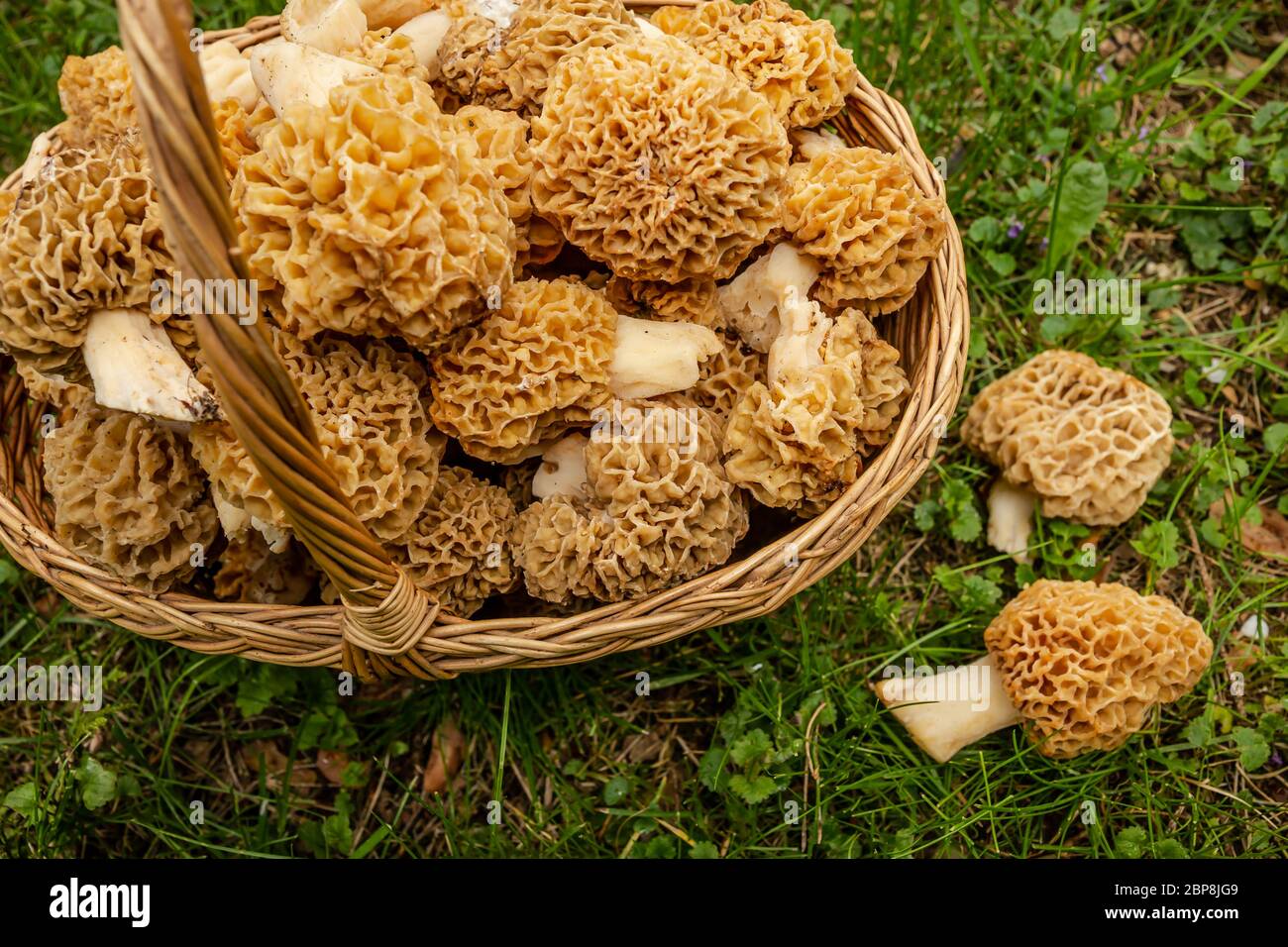 Picking Mushrooms High Resolution Stock Photography and Images - Alamy