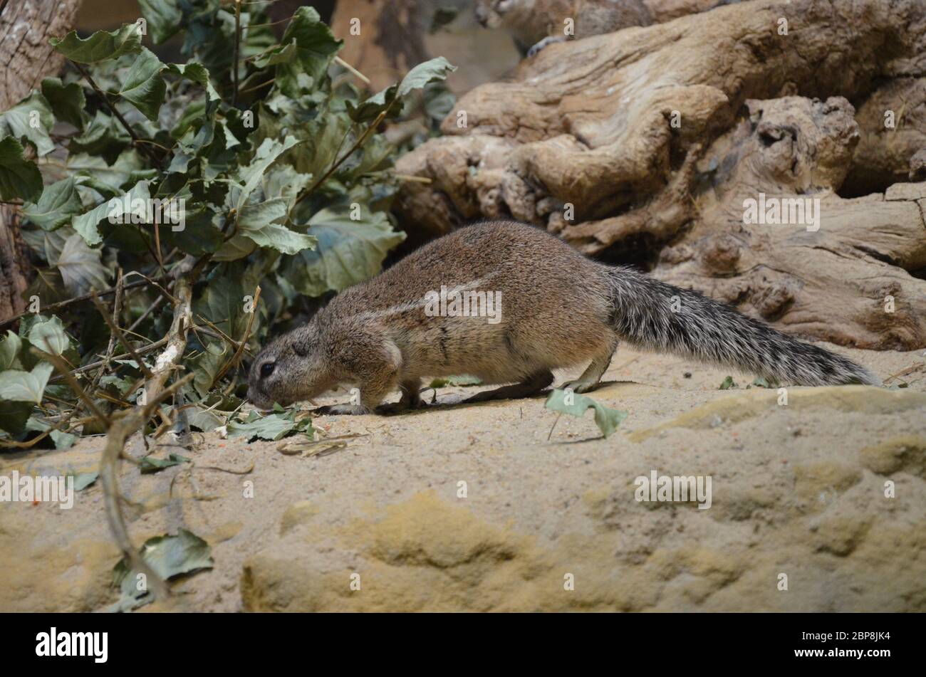 Ground squirrel standing on sand Stock Photo - Alamy