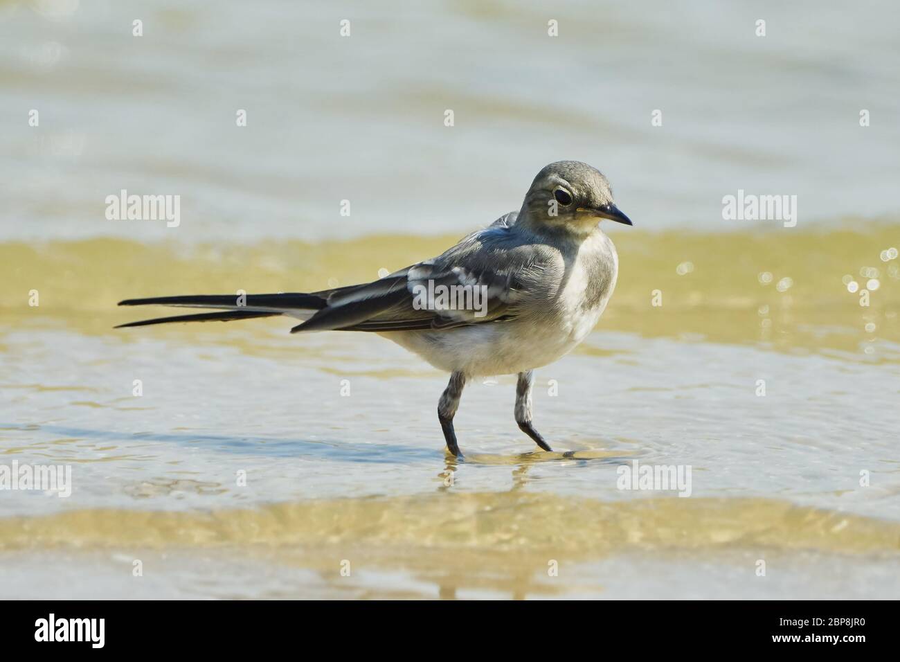 Sand Martin on the beach Stock Photo - Alamy