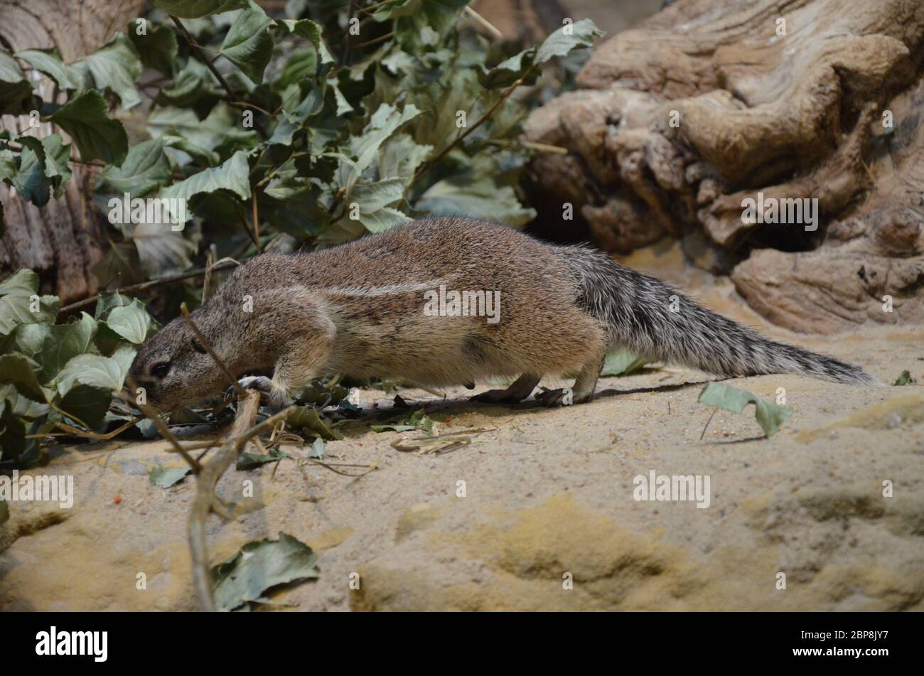 Ground squirrel standing on sand Stock Photo - Alamy