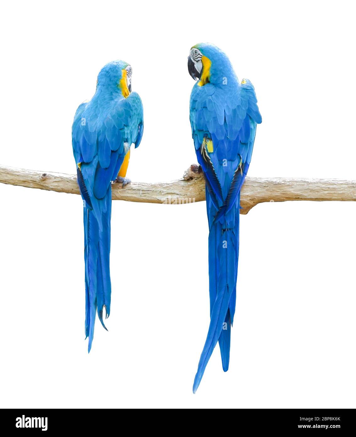 Parrots on branch hi-res stock photography and images - Alamy