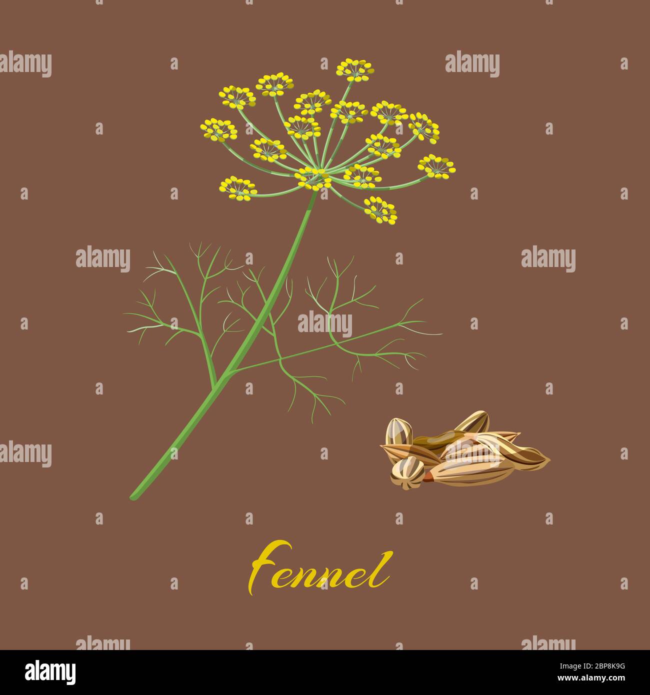 Fennel Foeniculum vulgare . Flowers, leaves and seeds. Vector ...