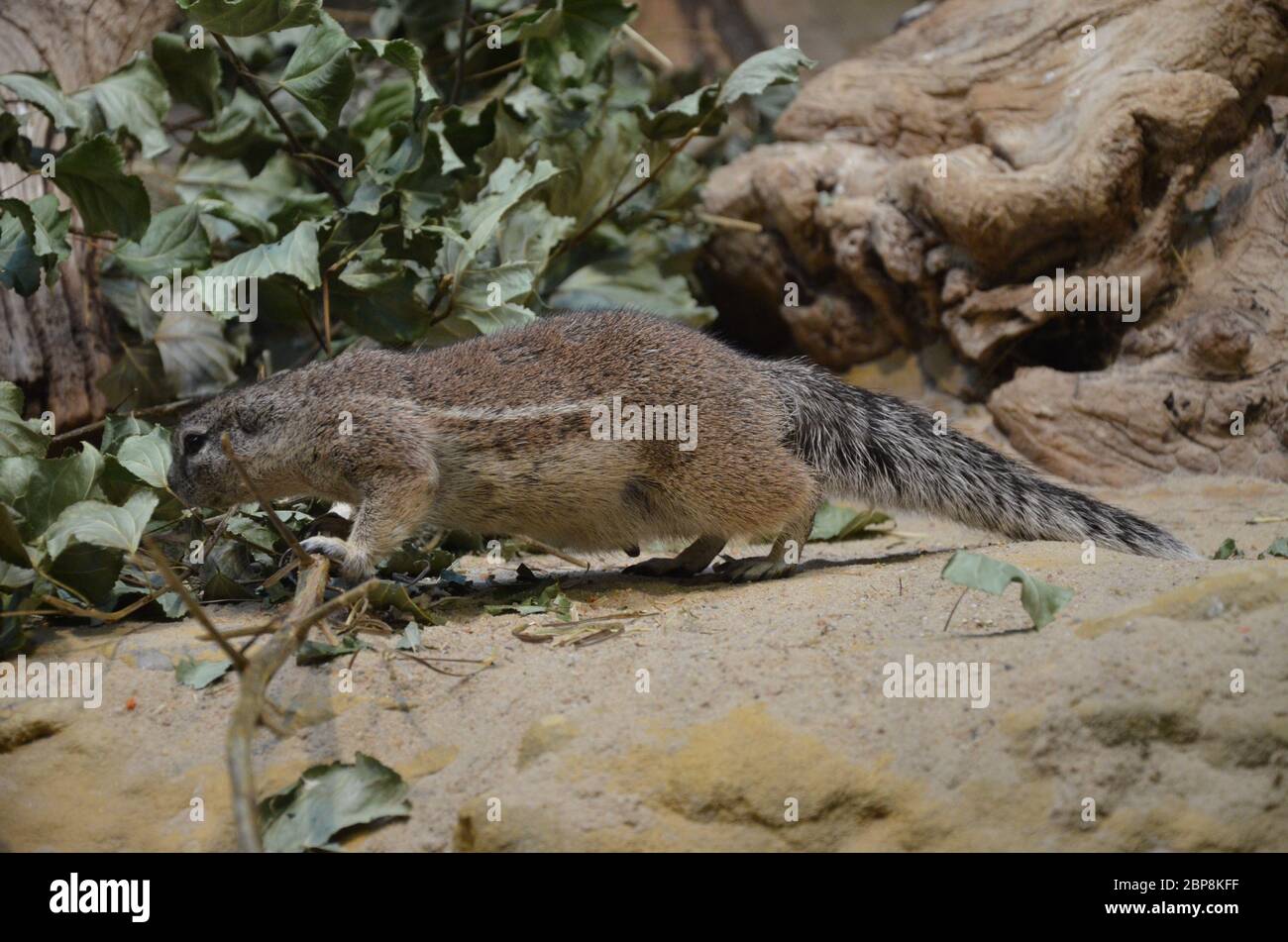 Ground squirrel standing on sand Stock Photo - Alamy