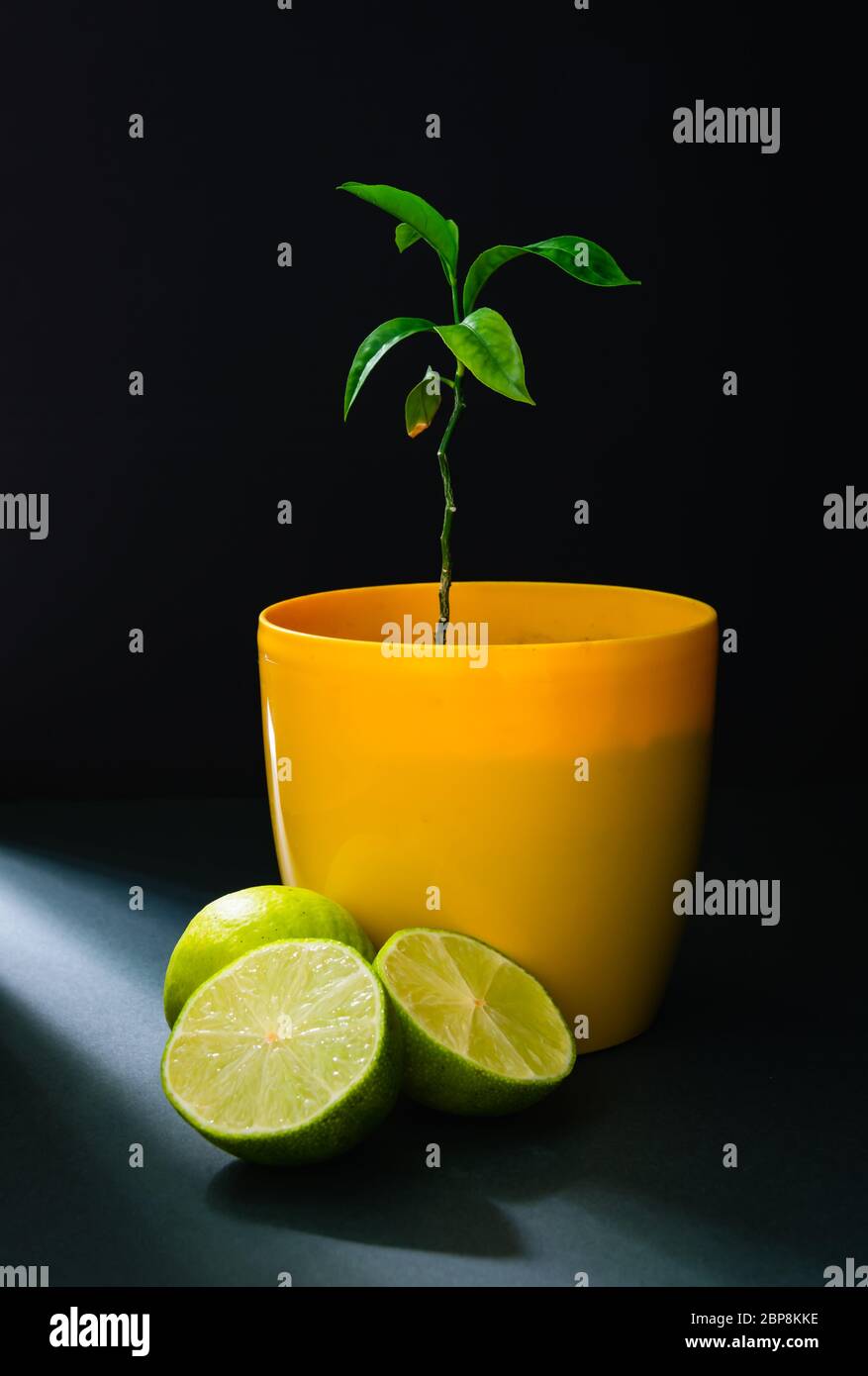Fruit tree pot hi-res stock photography and images - Alamy