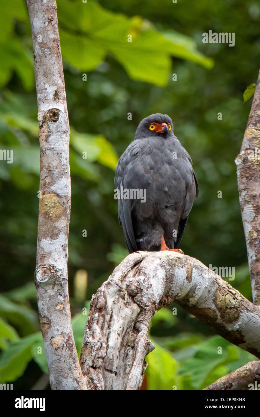 Slate coloured hawk hi-res stock photography and images - Alamy