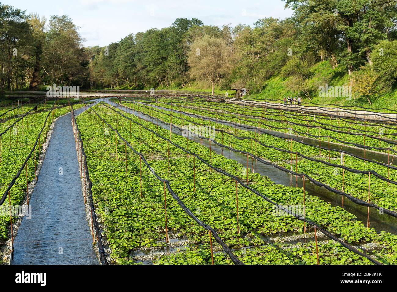 Fresh Japanese Wasabi farm Stock Photo - Alamy