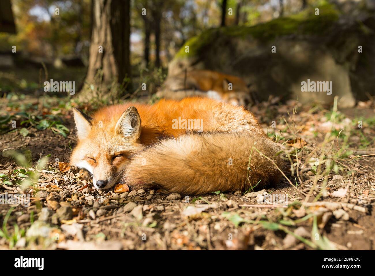 Sleeping fox hi-res stock photography and images - Alamy