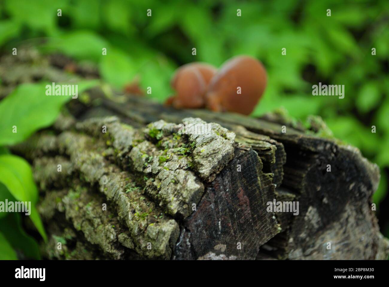 Jew’s ear fungus growing on a fallen tree in the woods Stock Photo - Alamy